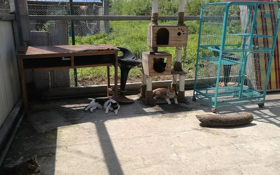 基地、救助,管理员分身无术却从未停止对它们的关爱