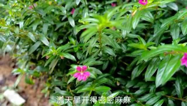 别墅庭院花园景观设计实景,私家花园一角真实.