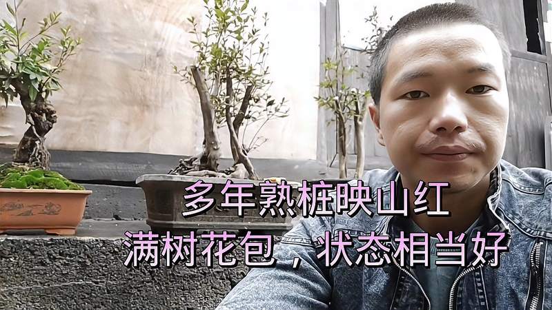 分享几棵映山红熟桩,状态相当好,满树花包
