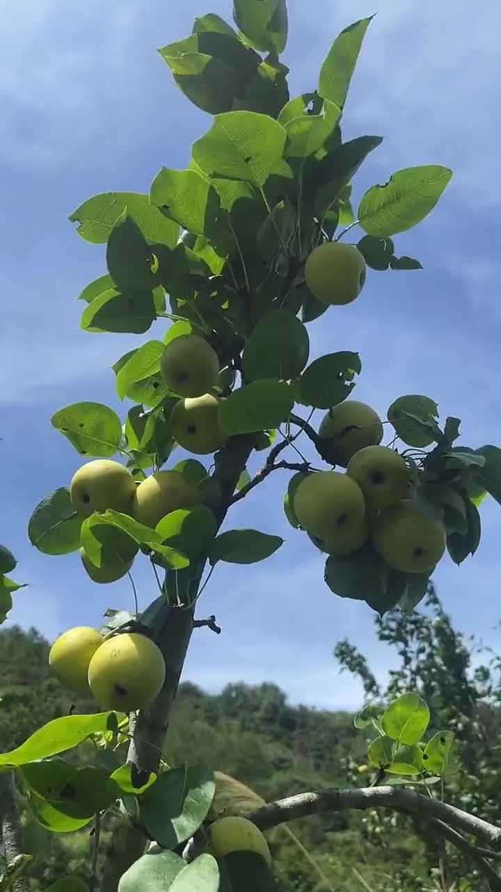 梨子成熟了#硕果累累的季节