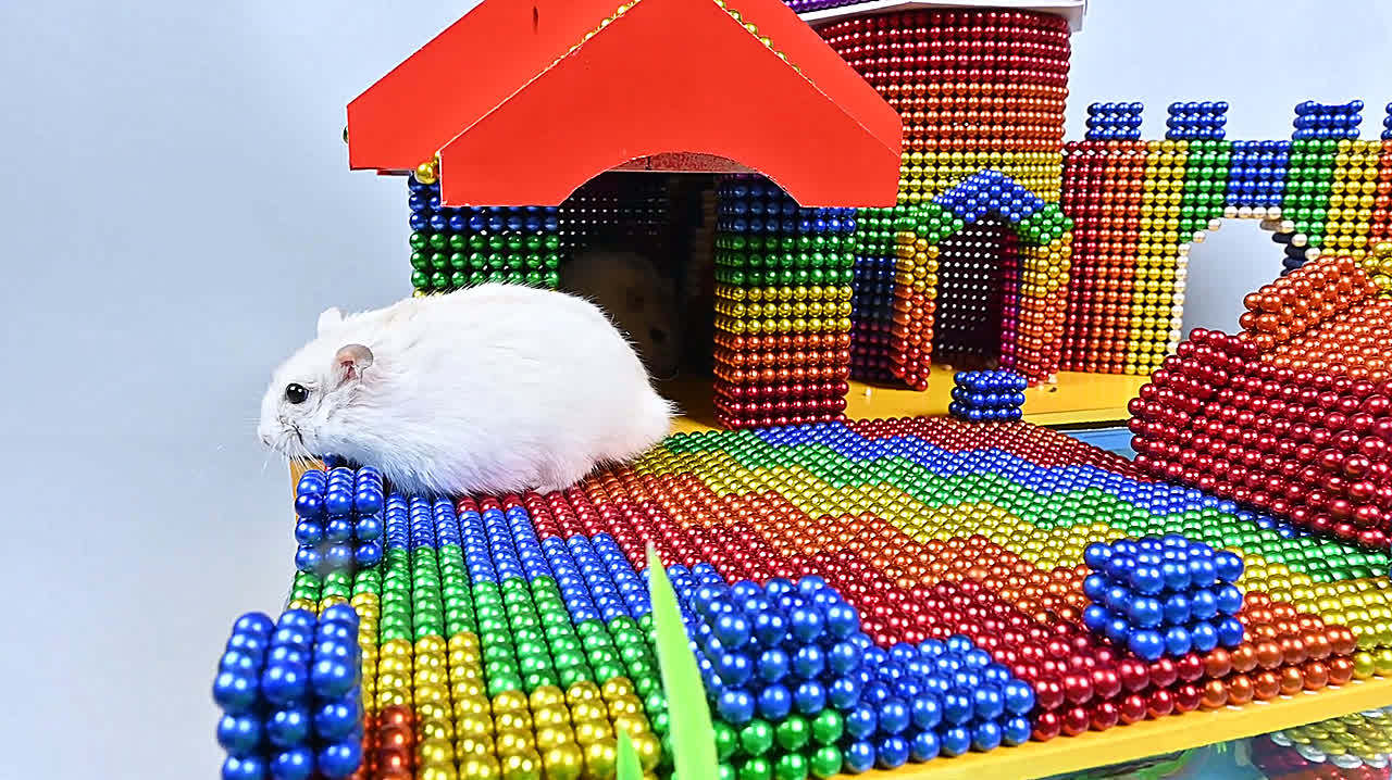 小伙用30000颗巴克球制作仓鼠房子,把仓鼠放进去,实在太萌了!