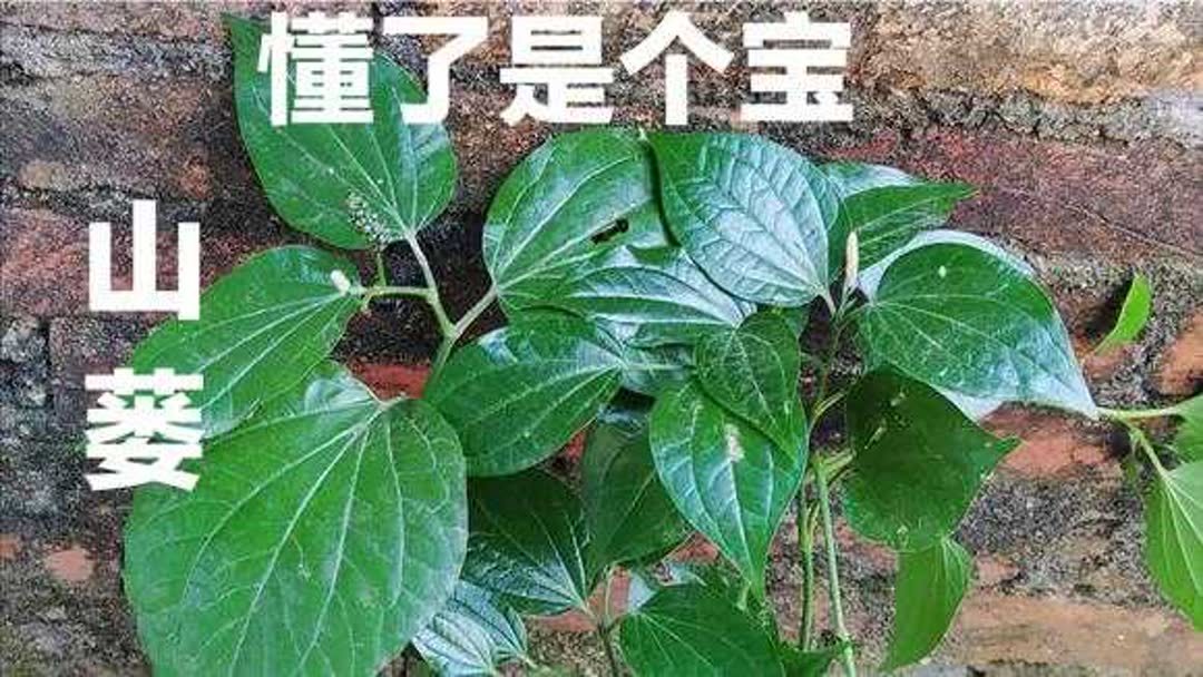 农村的山蒌别名“钻骨风”,原来有这么高的价值,你懂做法吗