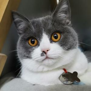 吾家有猫初长成 