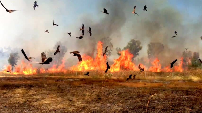 森林频发火灾,其“帮凶”竟然是一群鸟,而且点火技术炉火纯青!