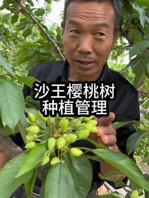 ...樱桃树种植管理#车厘子树苗 #果树
