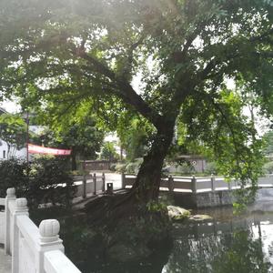 荒芜娃儿123 