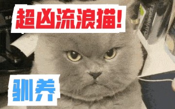很凶的流浪猫可以带回家吗?流浪猫怎么养?流浪猫带回家注意事项
