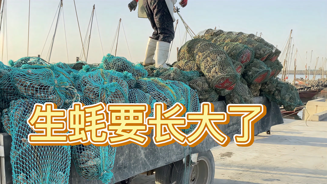 生蚝要长大了,来看看生蚝的幼苗吧