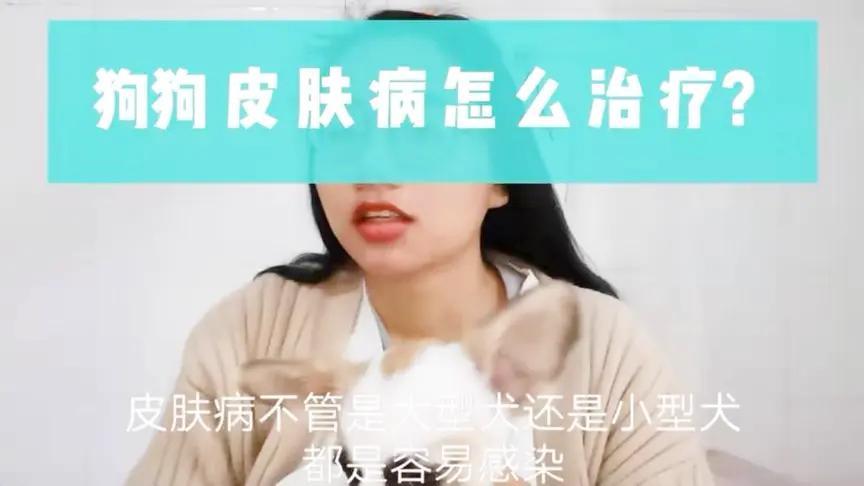 狗狗得了皮肤病怎么治疗?不要乱用药,要做这个检查