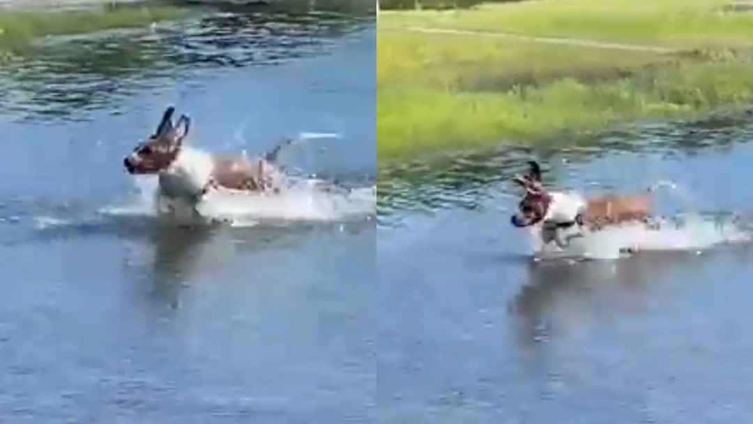 狗狗水中奔跑姿势超搞笑,耳朵狂甩犹如螺旋桨,画面逗乐网友!