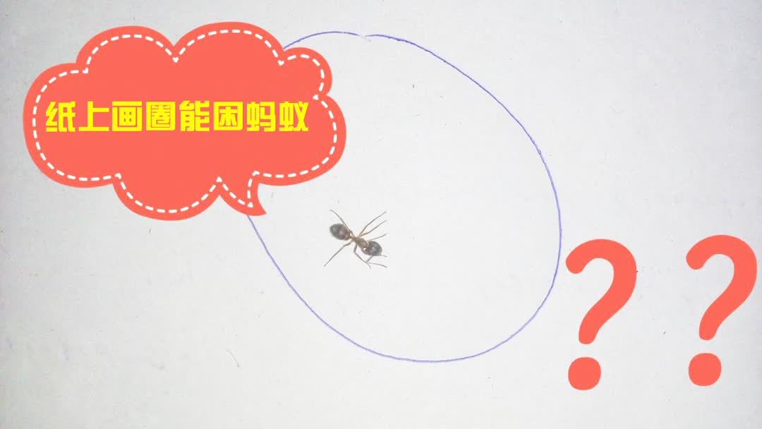 怎么让蚂蚁迷路?纸上画个圈就行了!蚂蚁:触角的锅!
