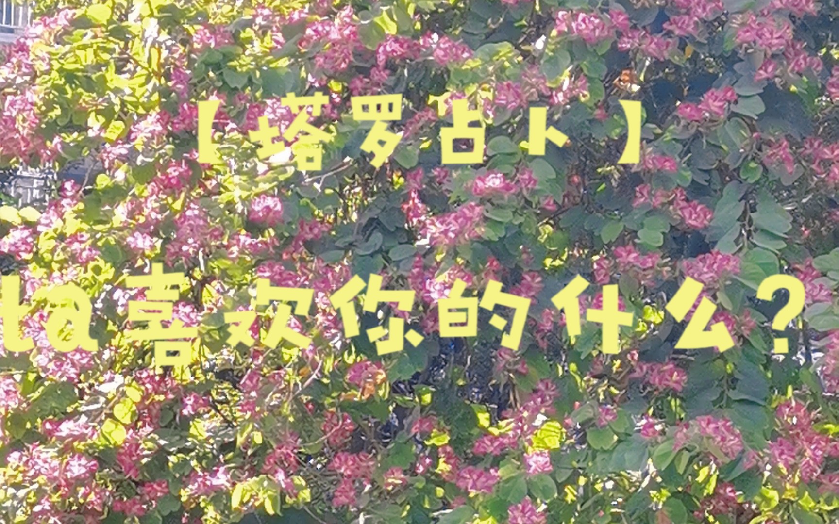 【塔罗占卜】ta喜欢你的什么?