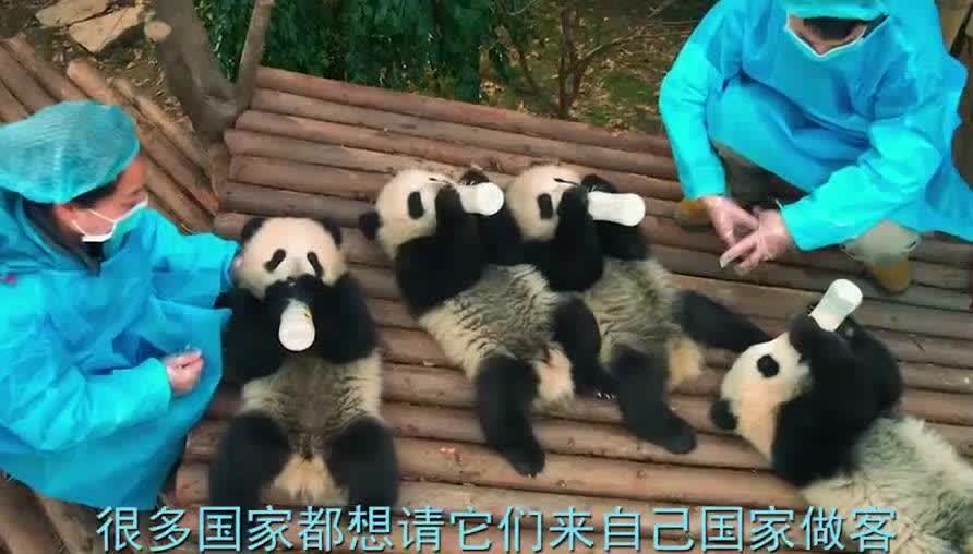 大熊猫在俄罗斯很受欢迎,同样是熊,差距为啥这么大呢?