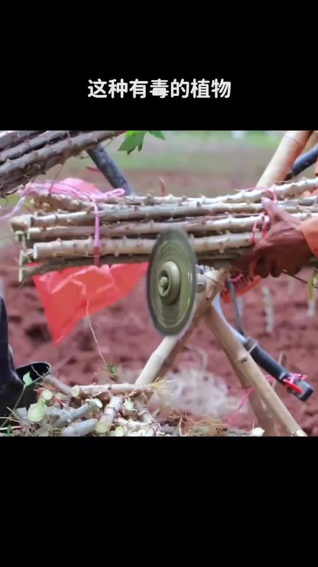 这种有毒的植物,也许你每天都在吃#科普