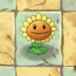 来自埃及的小葵 