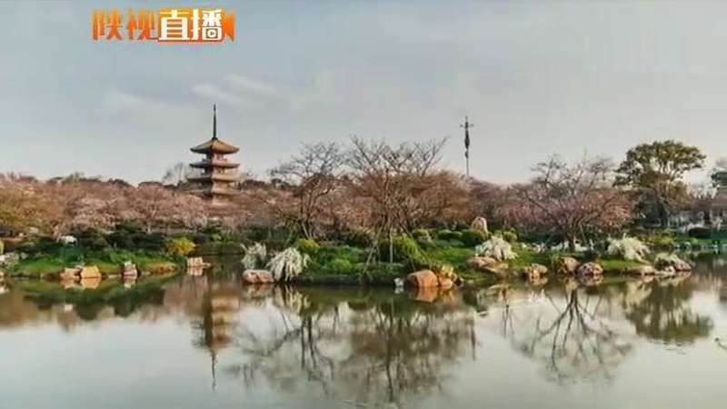 武汉的樱花最美绽放!收获胜利,希望在前方,加油!