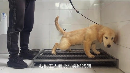 狗狗怎么训练定点大小便视频 怎样训金毛大小便视频