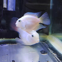 鱼乐阁 