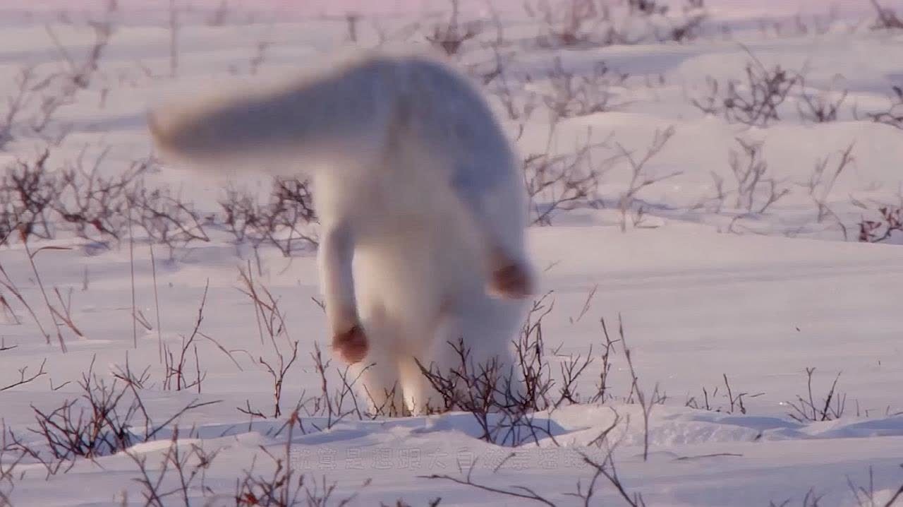 狐狸一头扎进雪地中,不断重复动作,仿佛失去痛觉