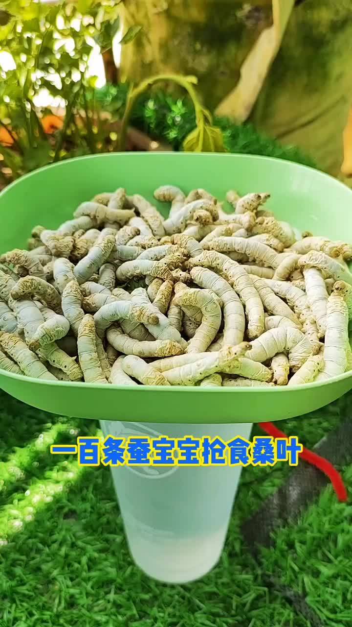 蚕宝宝成长日记!