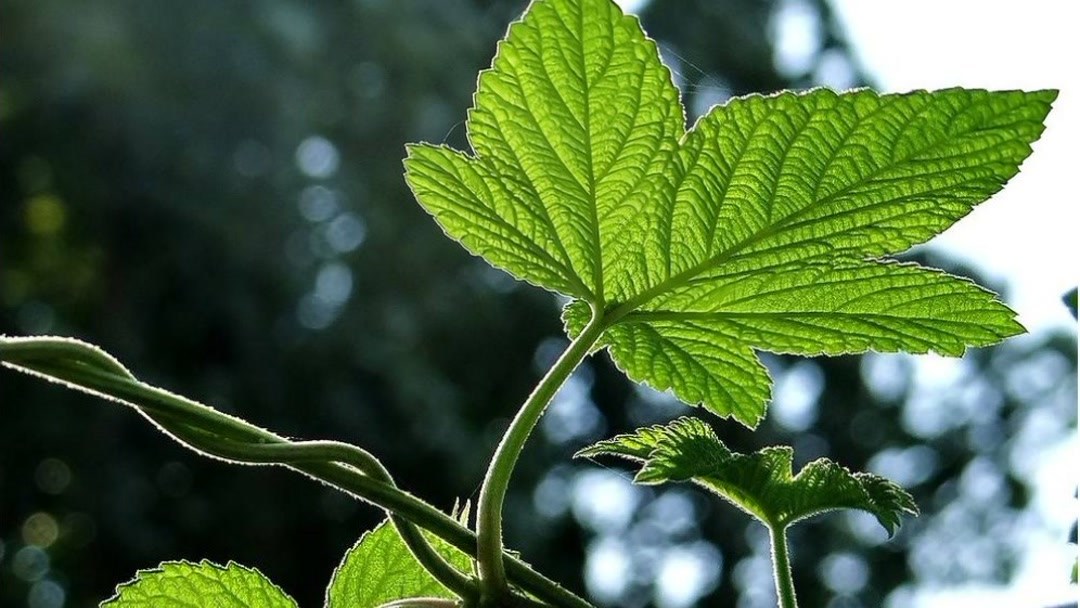 小伙为了身患肺炎的朋友,爬了3小时山路,就为摘这种野草?