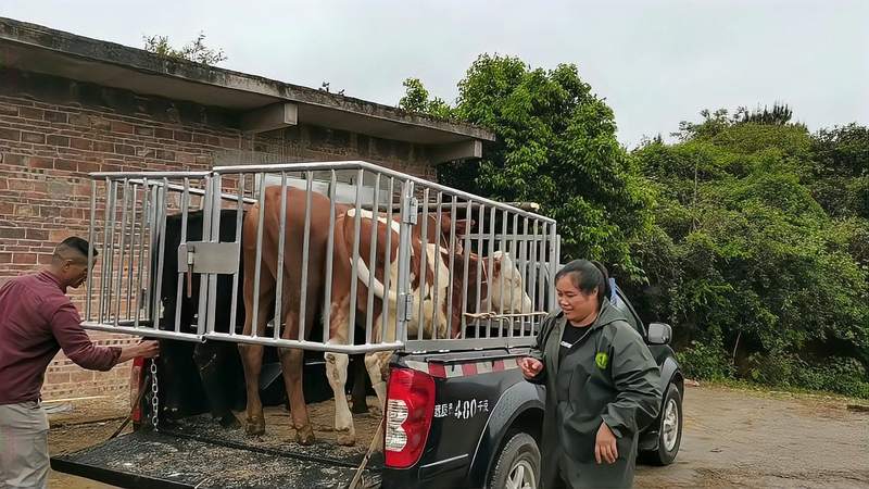 老板开皮卡车来家里买牛,三千块做的车厢,拉三头牛既方便又实用