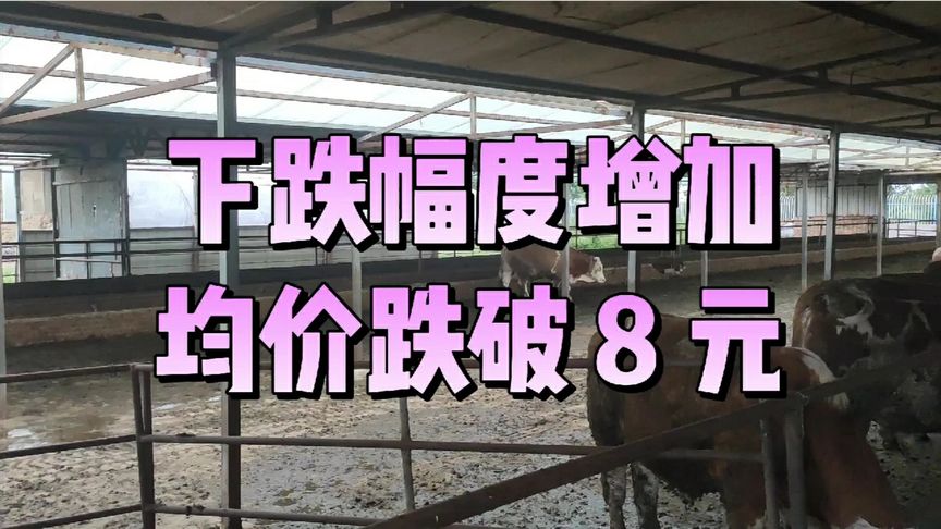 全国猪价下跌幅度增加,均价再次跌破8元!