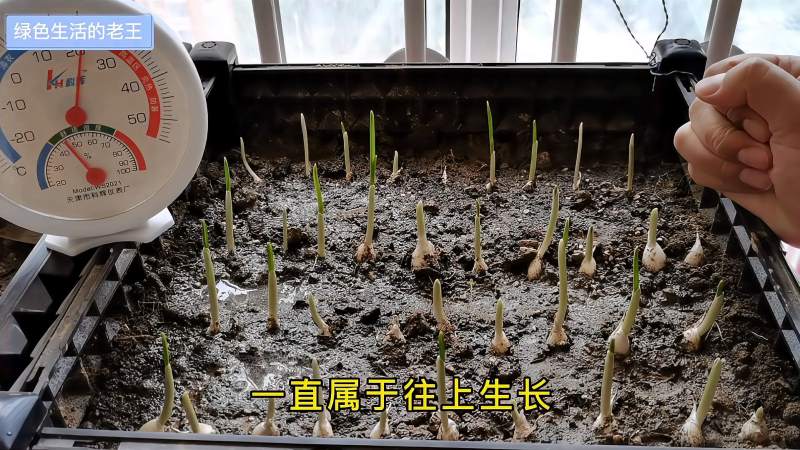 阳台种菜(蒜苗)第7天,蒜苗似乎对阳光的依赖性不是很强