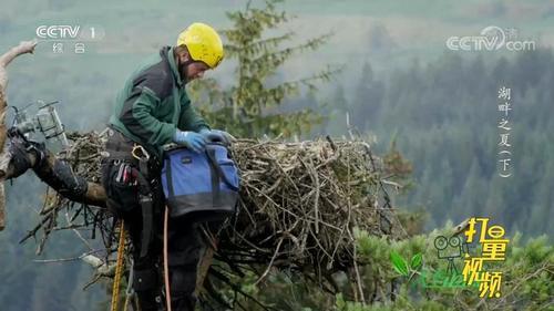 小鱼鹰长大了,它们很快将飞走,巨匠为其安上定位脚环人与自然
