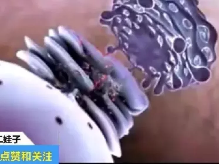 显微镜下放大1000倍以后, 白细胞追杀人体内病毒的全过程