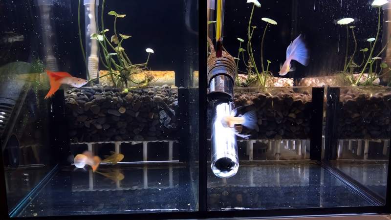 鱼缸的菌膜,褐藻绿藻,不用太在意,他们其实都是鉴别水质的标准