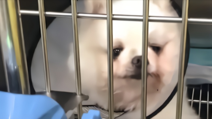 福州大学回应准研究生疑虐狗:已关注,正核实涉事人身份(视频)