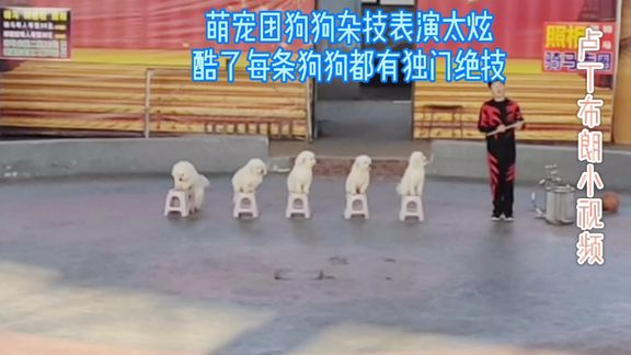 萌宠团狗狗杂技表演太炫酷啦