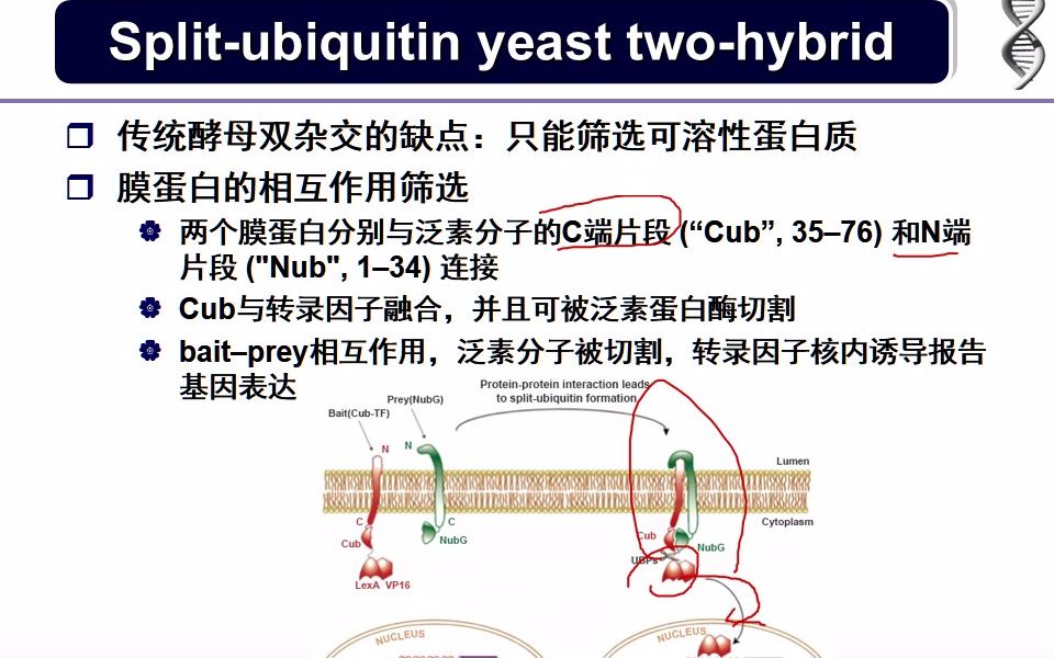 《生物信息学》-薛宇-华中科技大学-第八章 基因组分析-第30节课