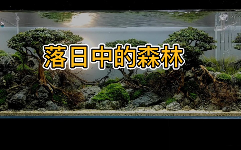 落日中的森林-大型缸造景搭建教程