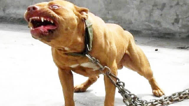 世界上最厉害的狗,能和老虎狮子一较高下,很多地方不准养