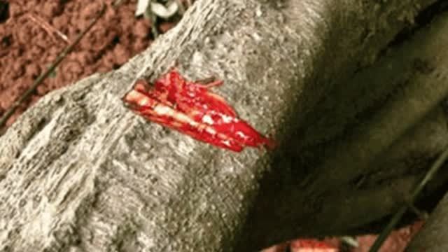 世界上唯一会“流血”的树,非洲人用它的血做染料,几近灭绝!