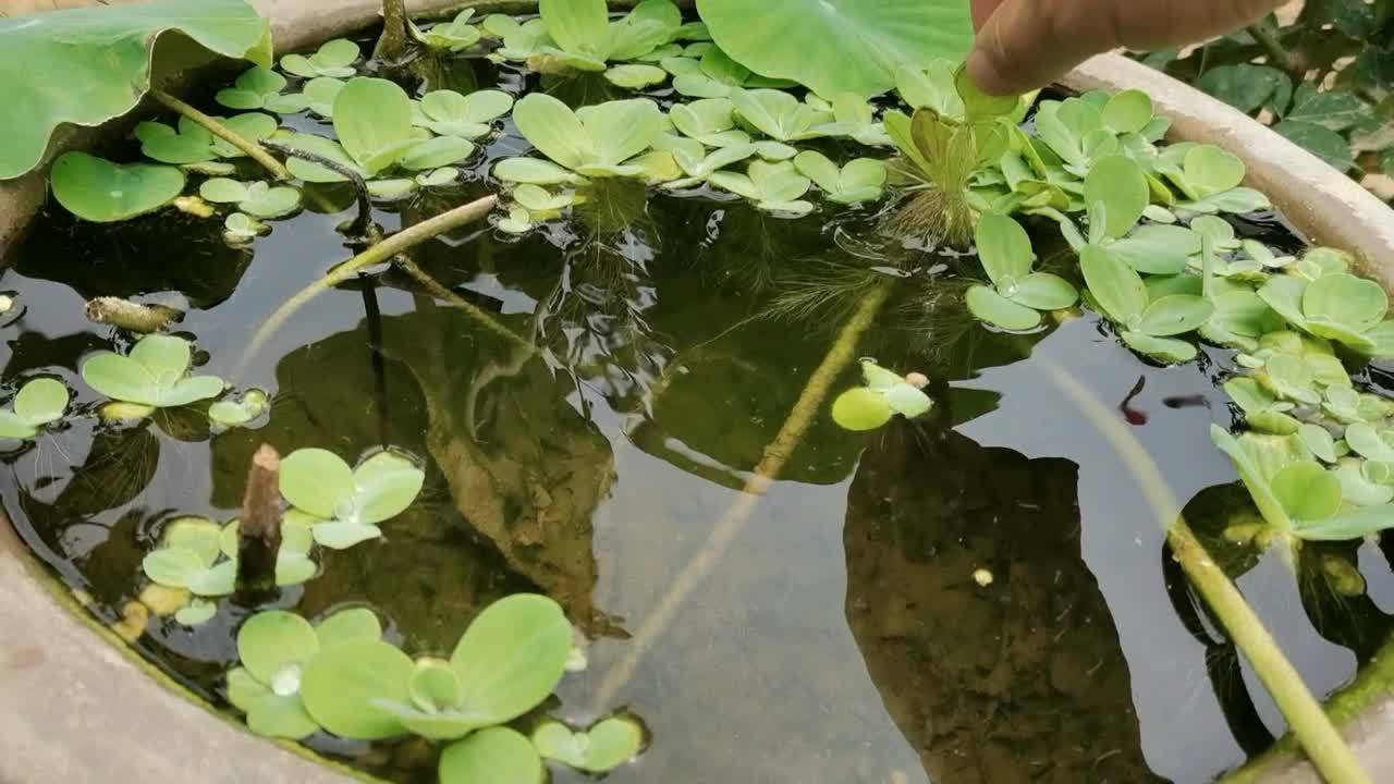 古缸养鱼,不加氧无过滤,模拟大自然的生态环境,一样水清鱼靓