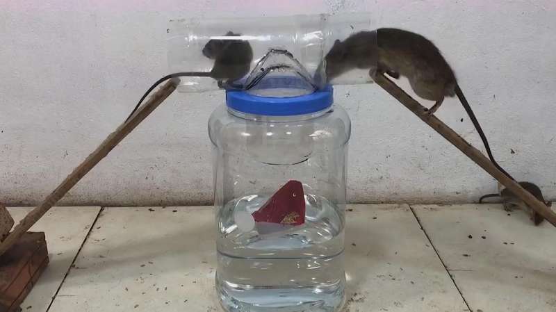 农村小伙发明的捕鼠器,老鼠自动上门,效果让人很意外!