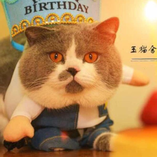 有猫的sherry爱戳羊毛毡 