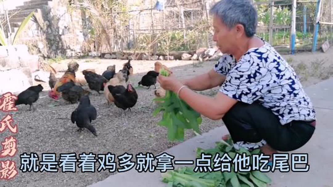 今天带大家看看,芒果是怎样种植的。