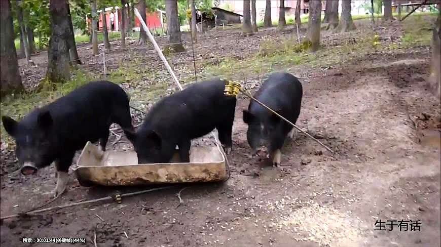 记录猪成长的各个阶段,有效的把握收益回收的时间,快速赚钱