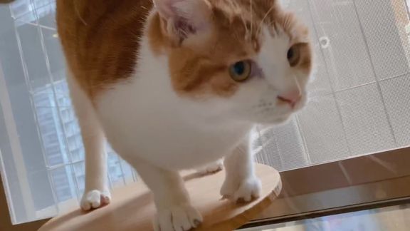 爱撒娇的小猫咪～#萌宠 #猫咪