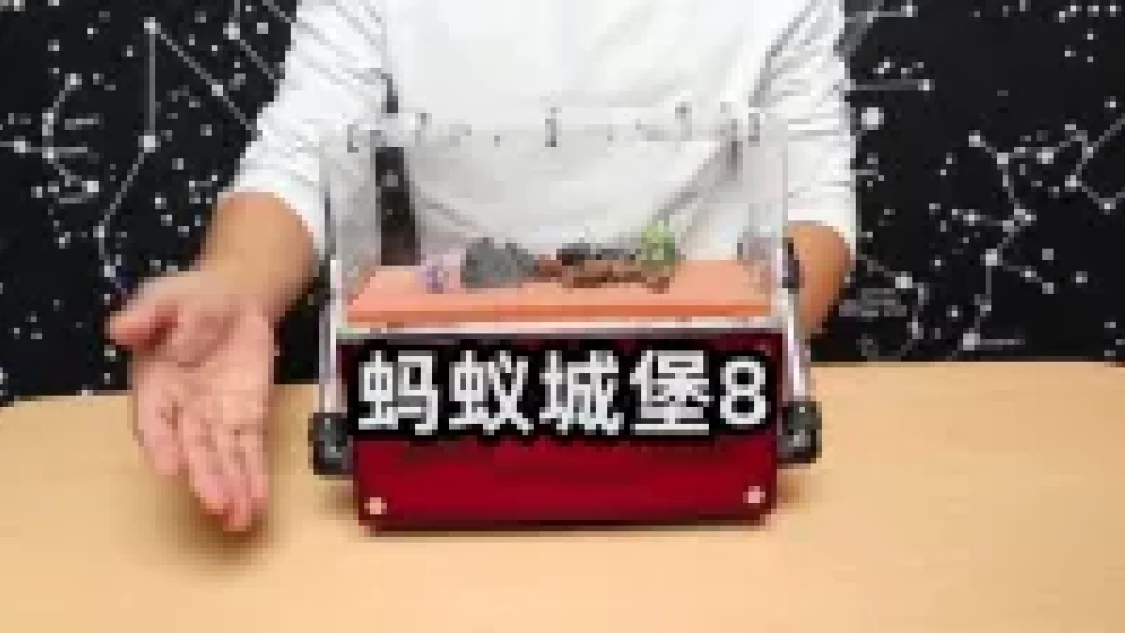 蚂蚁城堡8来了,伺候做月子的蚂蚁蚂蚁城堡