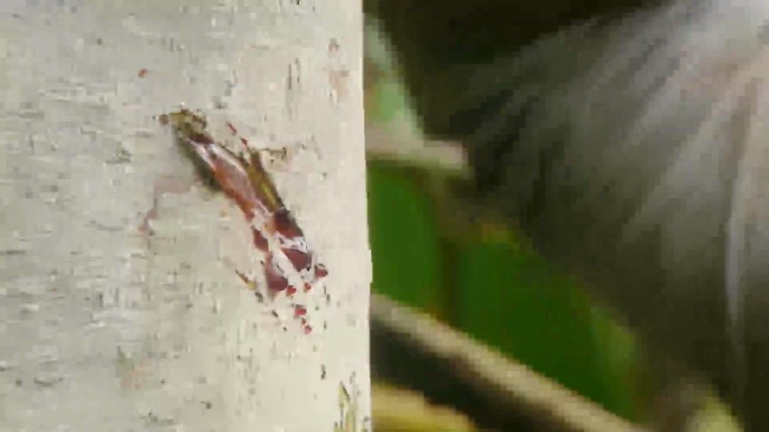 世界上还真有“流血”的树,贝爷还拿它当肥皂使,厉害了