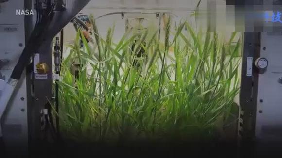 小麦在微重力情况下的生长过程你意想不到