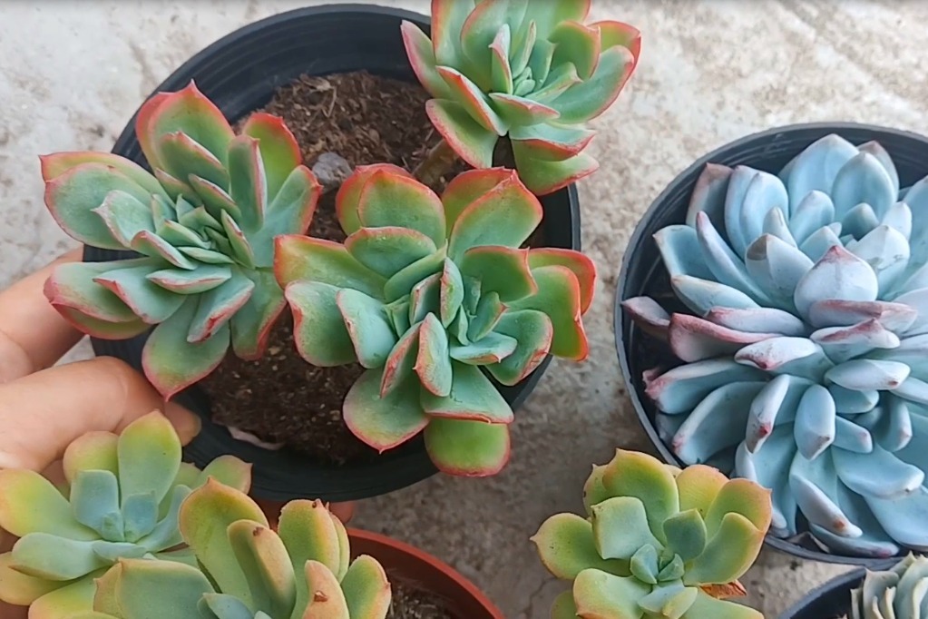 养多肉先养根,了解根系对肉肉的重要性,还要学会如何引根