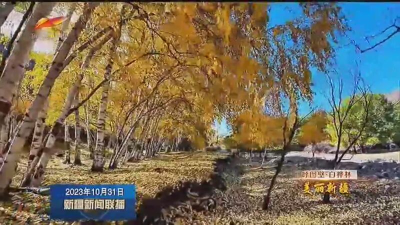 [新疆新闻联播]美丽新疆 呼图壁·白桦林