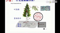 青岛开发区实验初中 乔爱新 七年级 植物的蒸腾作用[流畅版]-0002