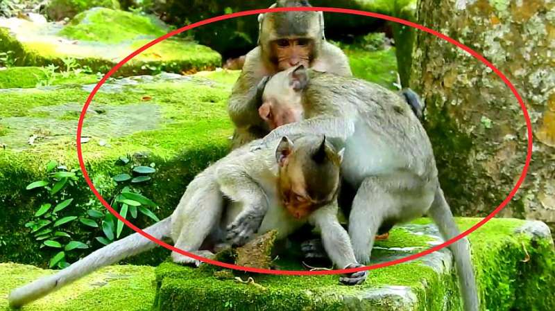 猴子也是以大欺小,以强欺弱,真是现实社会!